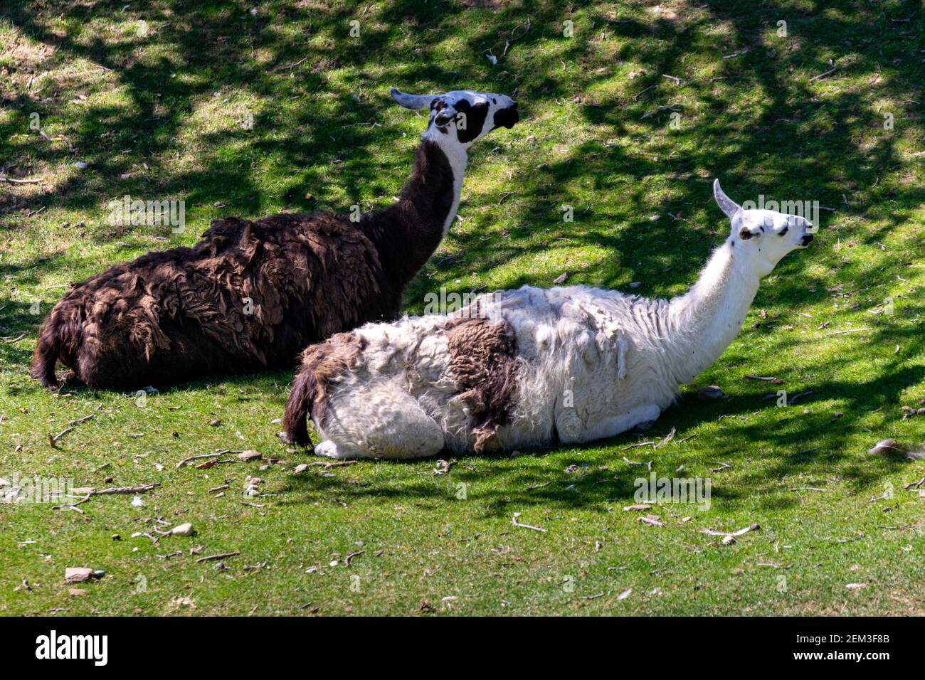 view of lamas in the wild Stock Photo - Alamy