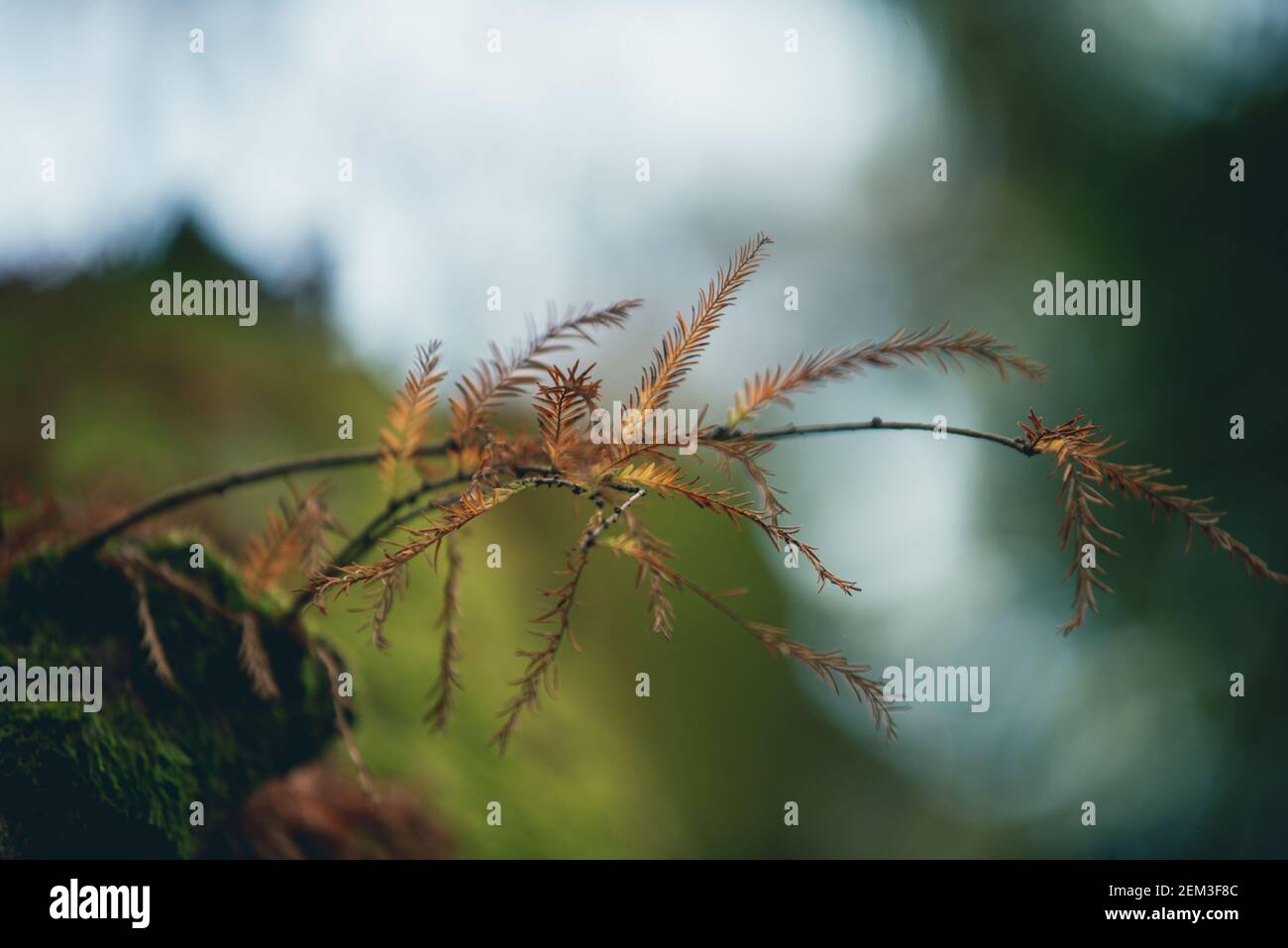 Little branch growing from big tree Stock Photo - Alamy