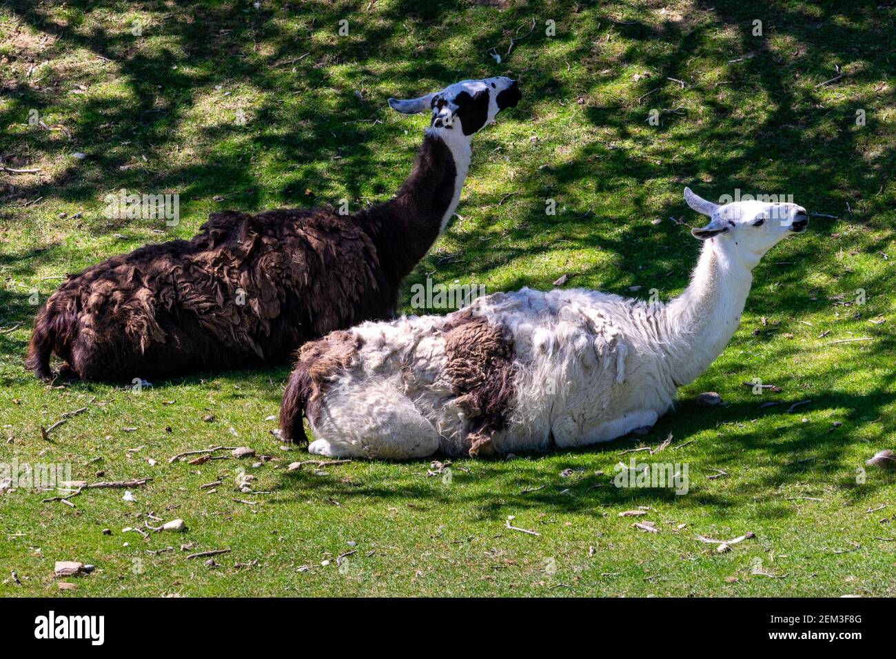 view of lamas in the wild Stock Photo - Alamy