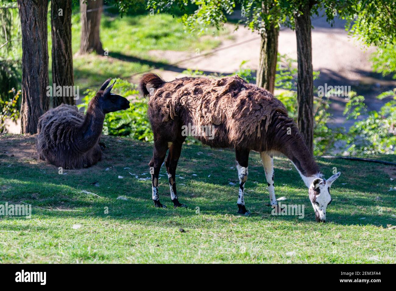 view of lamas in the wild Stock Photo - Alamy