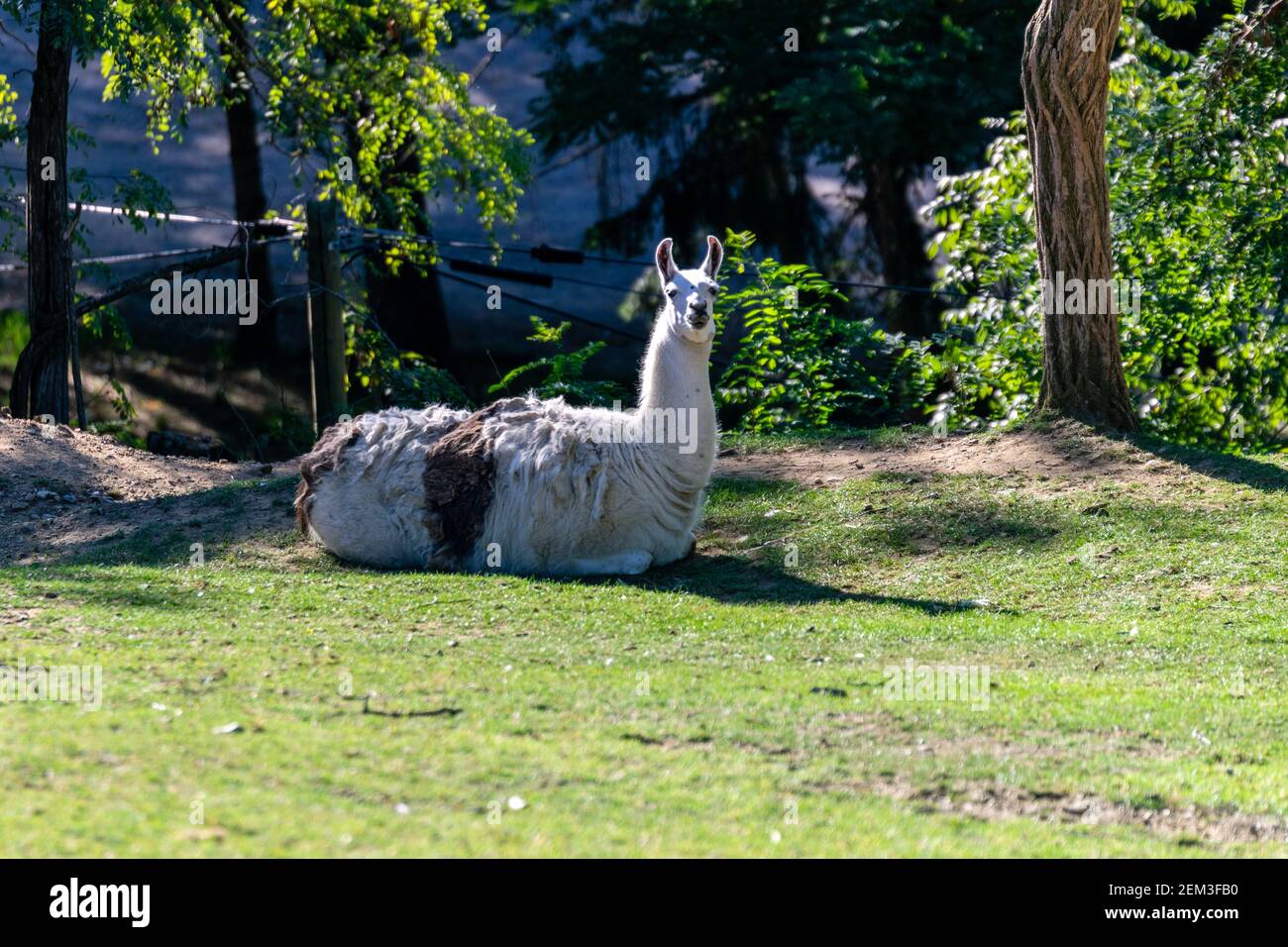 view of lamas in the wild Stock Photo - Alamy