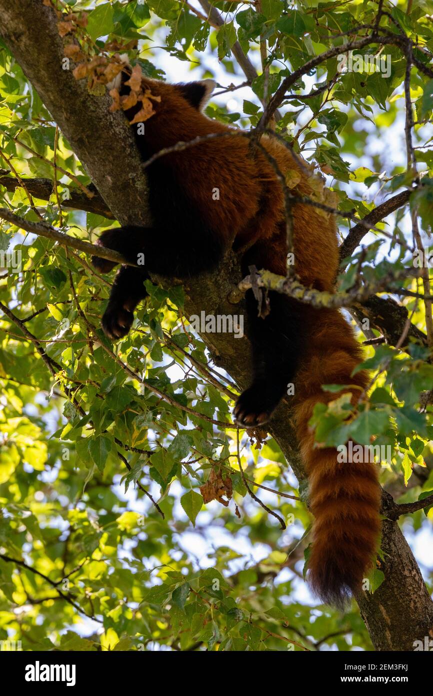 Panda roux hi-res stock photography and images - Alamy