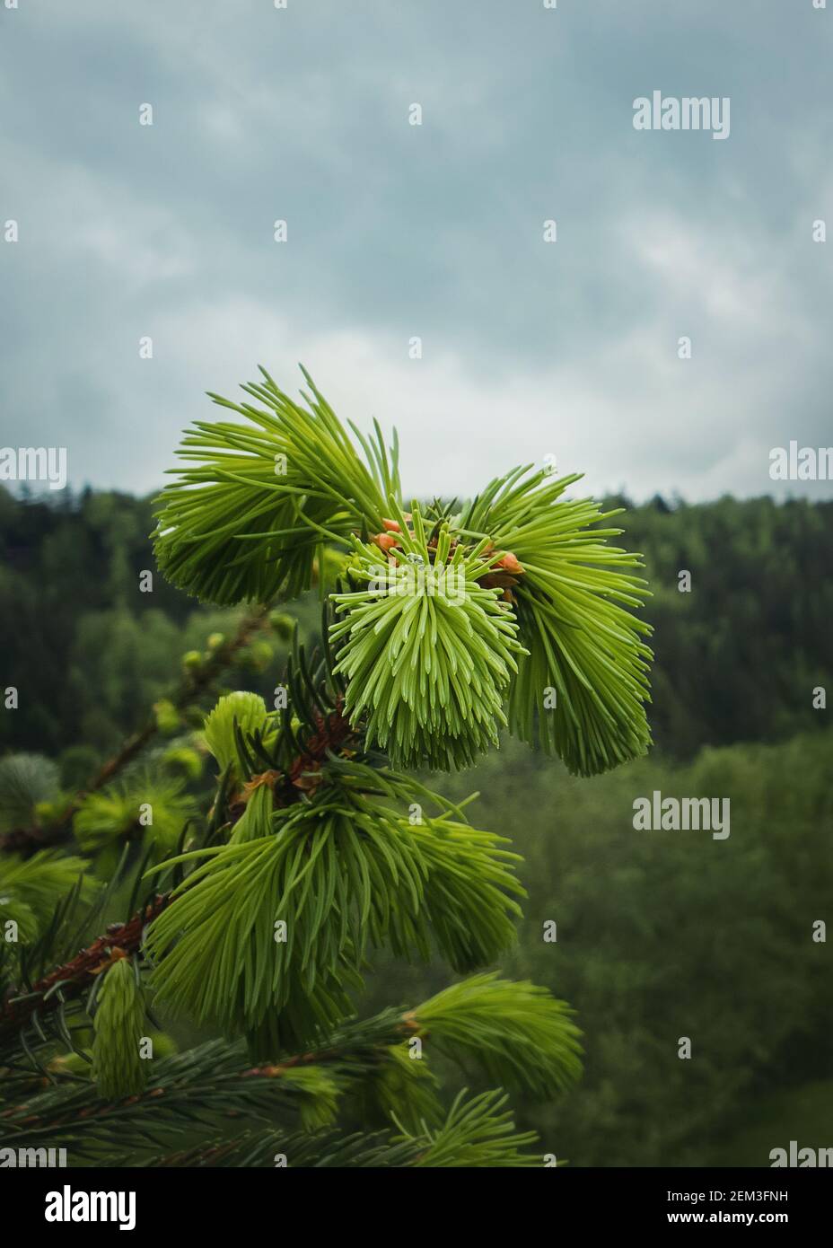 Close up of new buds and acorns on coniferous branches. Young fir tree ...