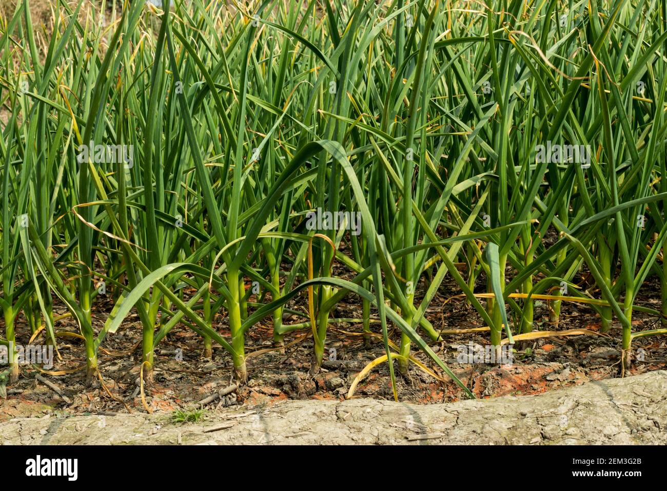 Garlic is a species in the onion genus and Garlic is loaded with good ...