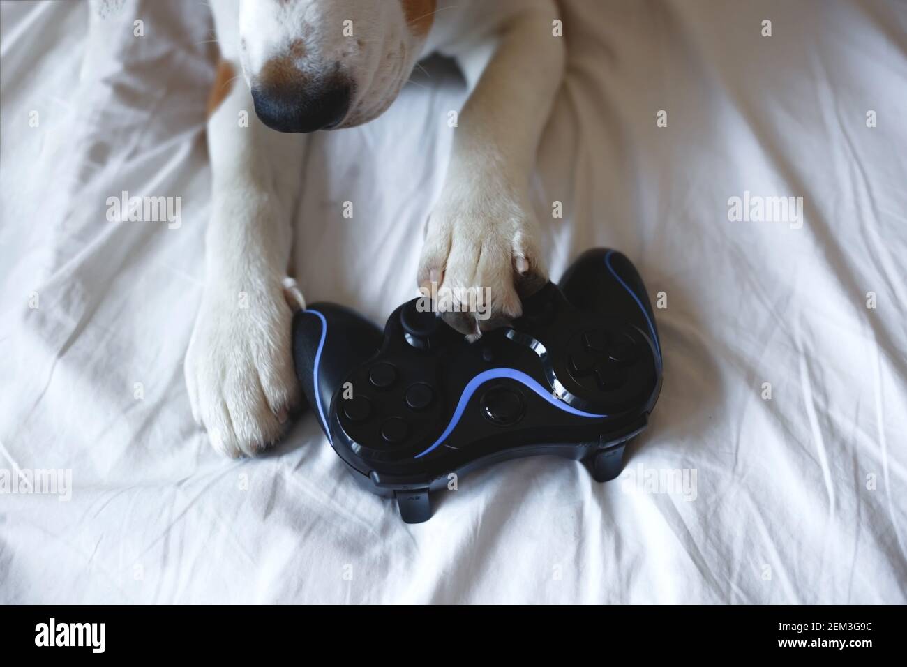 dog's paws lie on the game joystick top view Stock Photo - Alamy