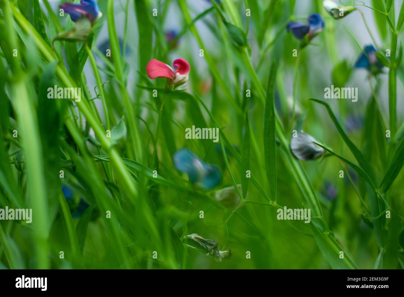 Lathyrus nissolia, from the Fabaceae family long, linear, grass-like ...