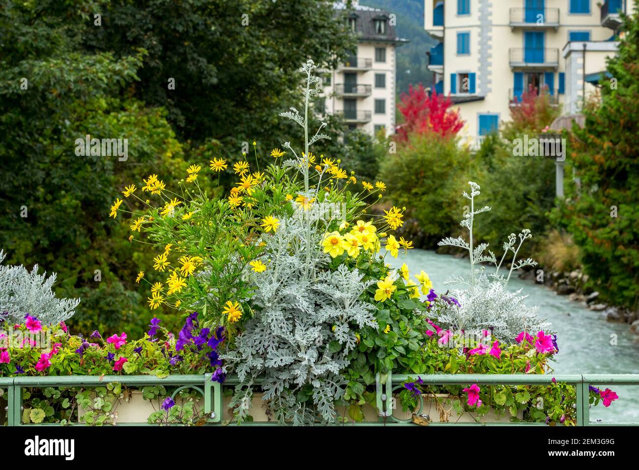 Chamonix Mont-Blanc, France close-up colorful flowers and defocused ...