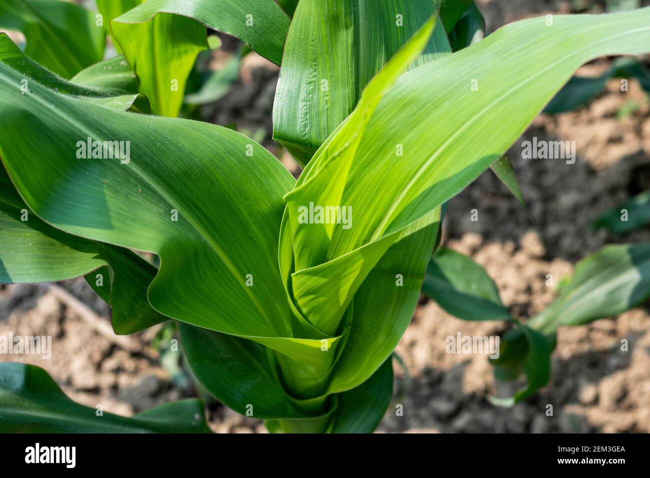 Maize tree can be grown directly under the leafless as the trees do not ...