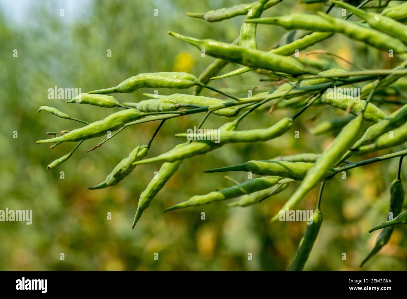 Mustard plants are thin herbaceous herbs with yellow flowers. The ...