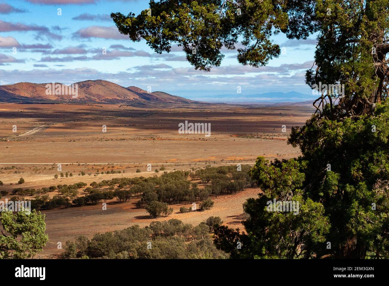 Eucalyptus flinders range south australia hi-res stock photography and ...