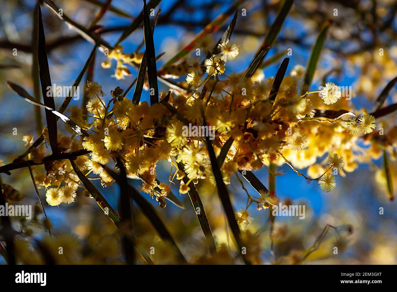 Acacia tree australia hi-res stock photography and images - Alamy