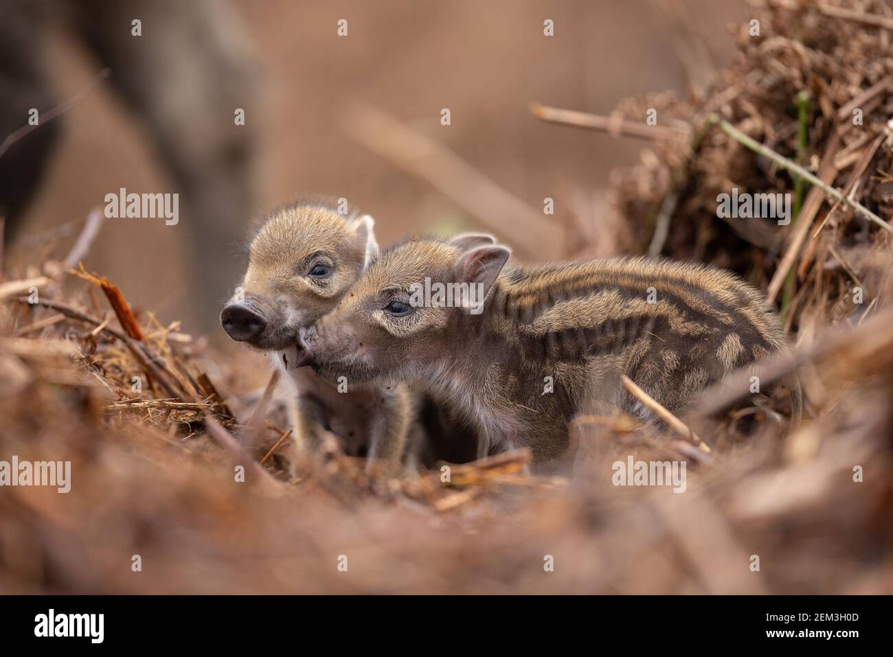 Boar piglets uk hi-res stock photography and images - Alamy