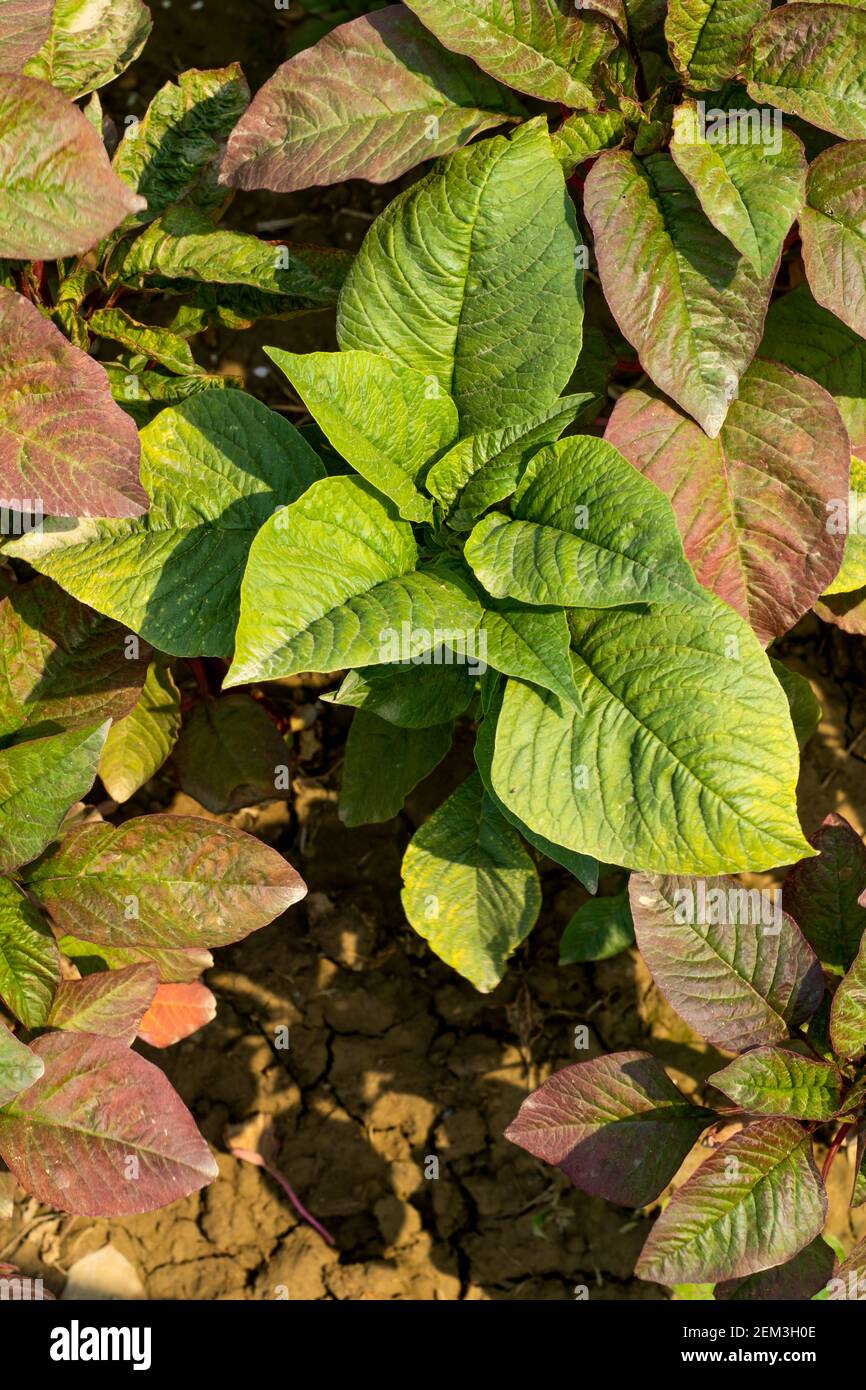 Red amaranth is a fine example of root to stem cooking, also that are ...