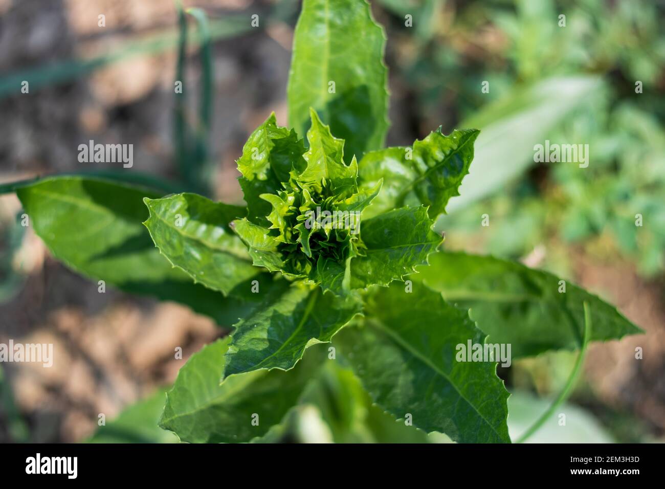 Silybum marianum tree has other common names including cardus marianus ...
