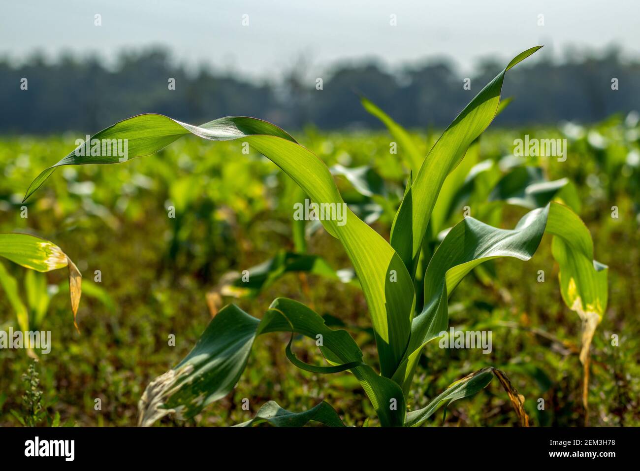 Maize leaf hi-res stock photography and images - Alamy