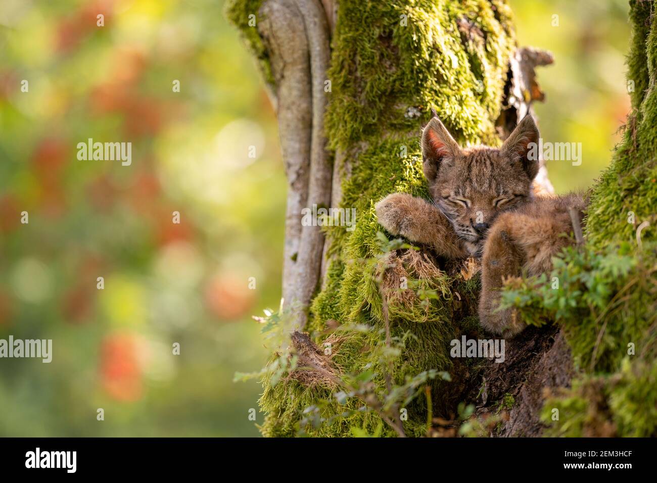 Sleeping cute small lynx cub in a mossy tree with red furits tree in ...