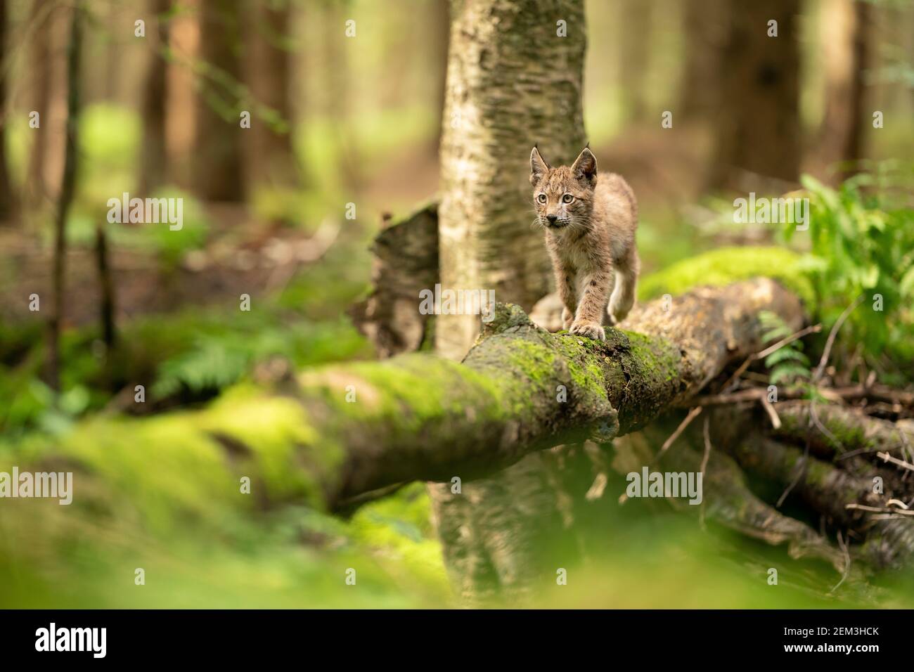 Small lynx cub standing on a mossy fallen tree trunk on the forest ...