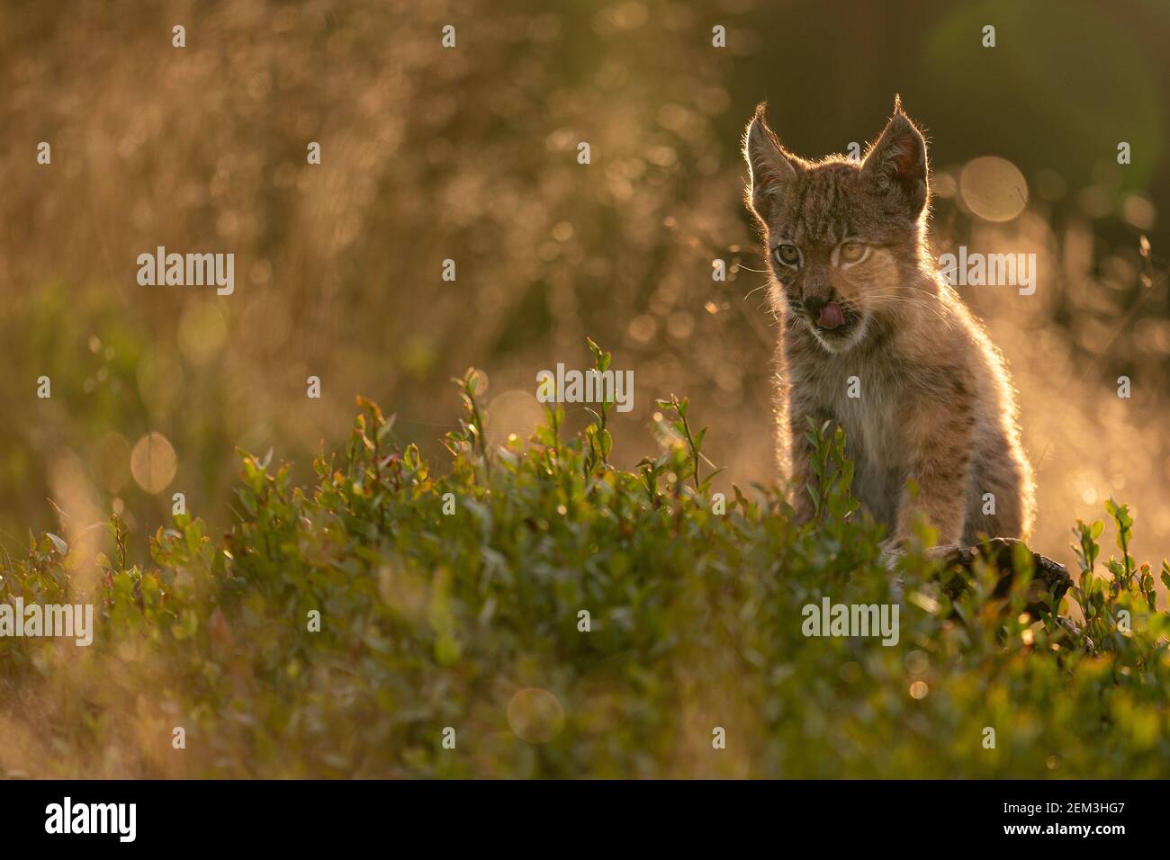 Baby lynx hi-res stock photography and images - Alamy