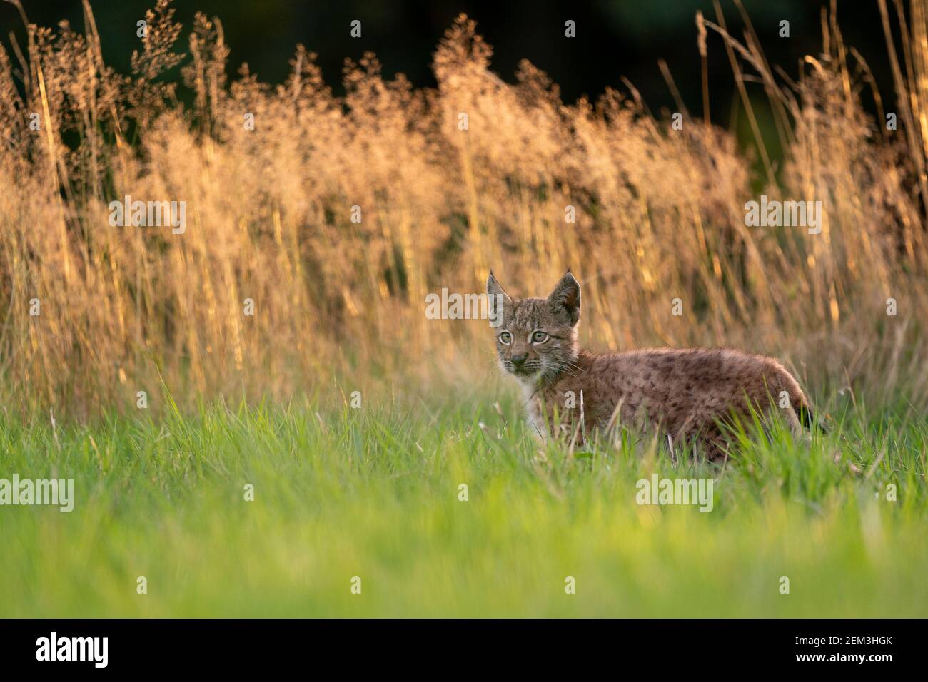 Small lynx cub before tall golden grass Stock Photo - Alamy