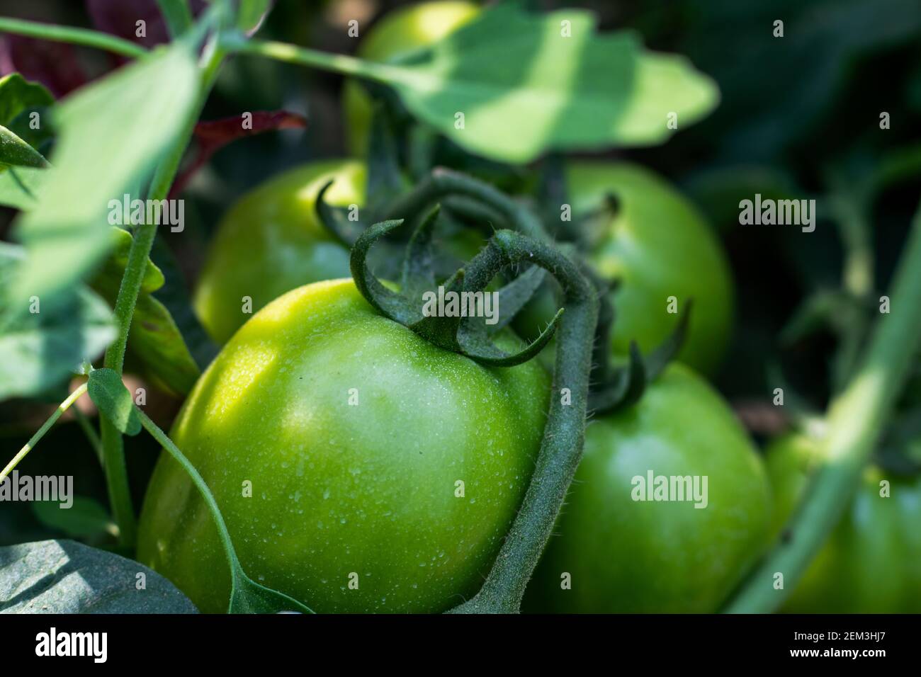 Tomato fruits go through several stages of development during their ...