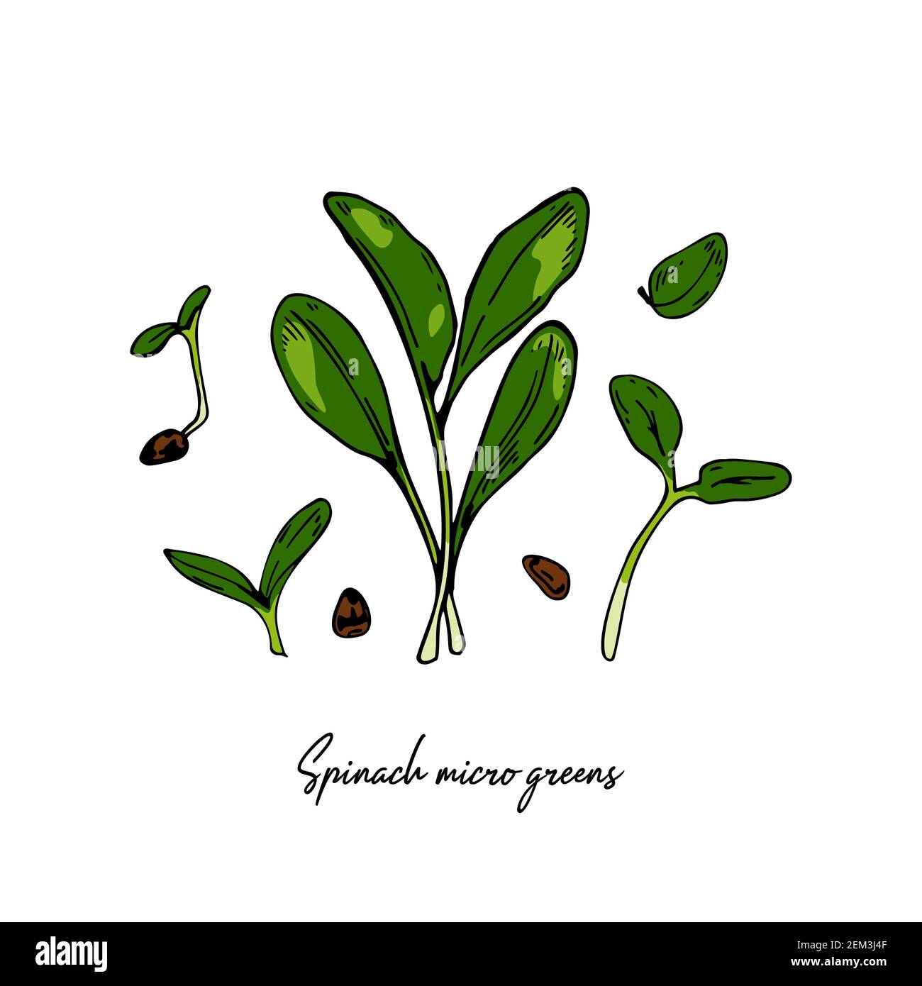 Hand drawn spinach micro greens set. Vector illustration in colored ...