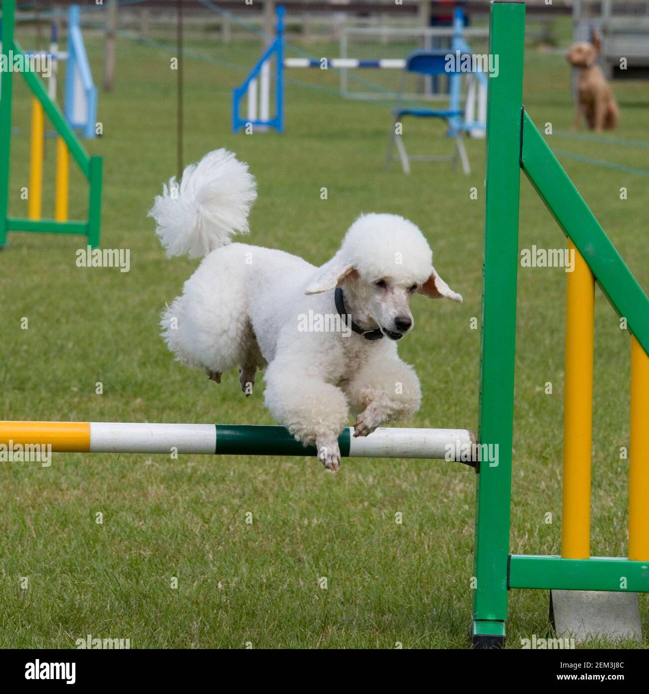 Poodle jumping hi-res stock photography and images - Alamy