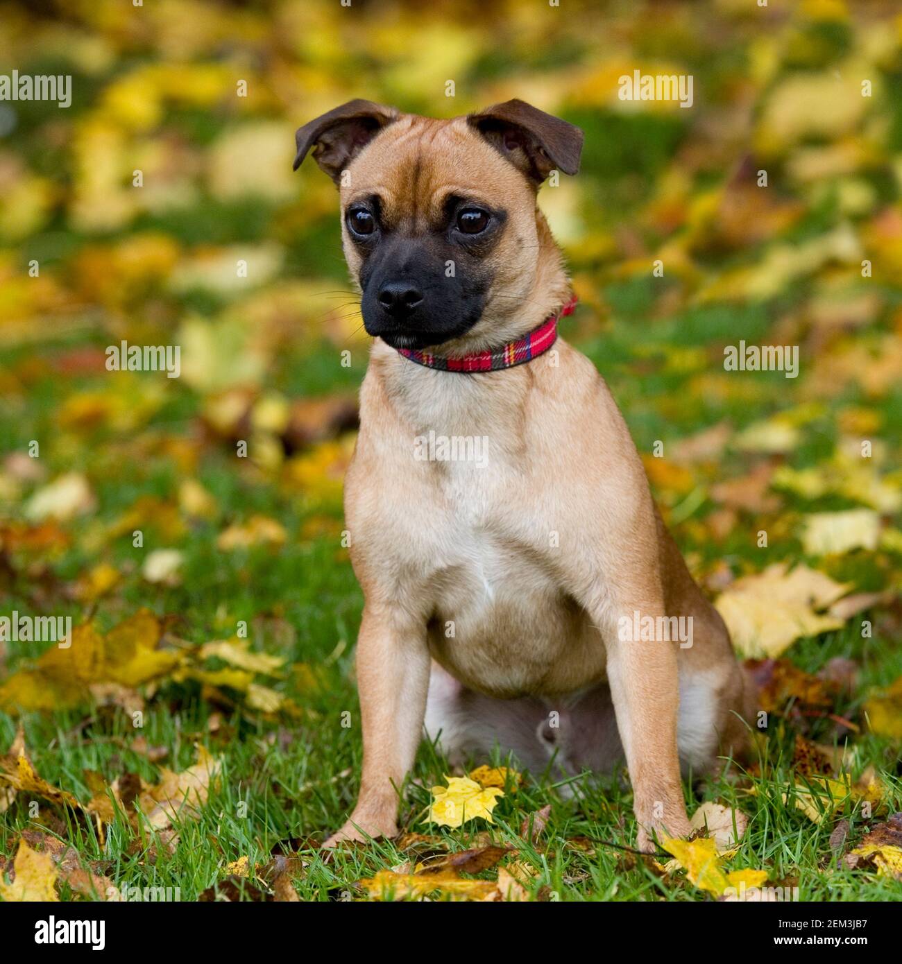 Puggle High Resolution Stock Photography and Images - Alamy