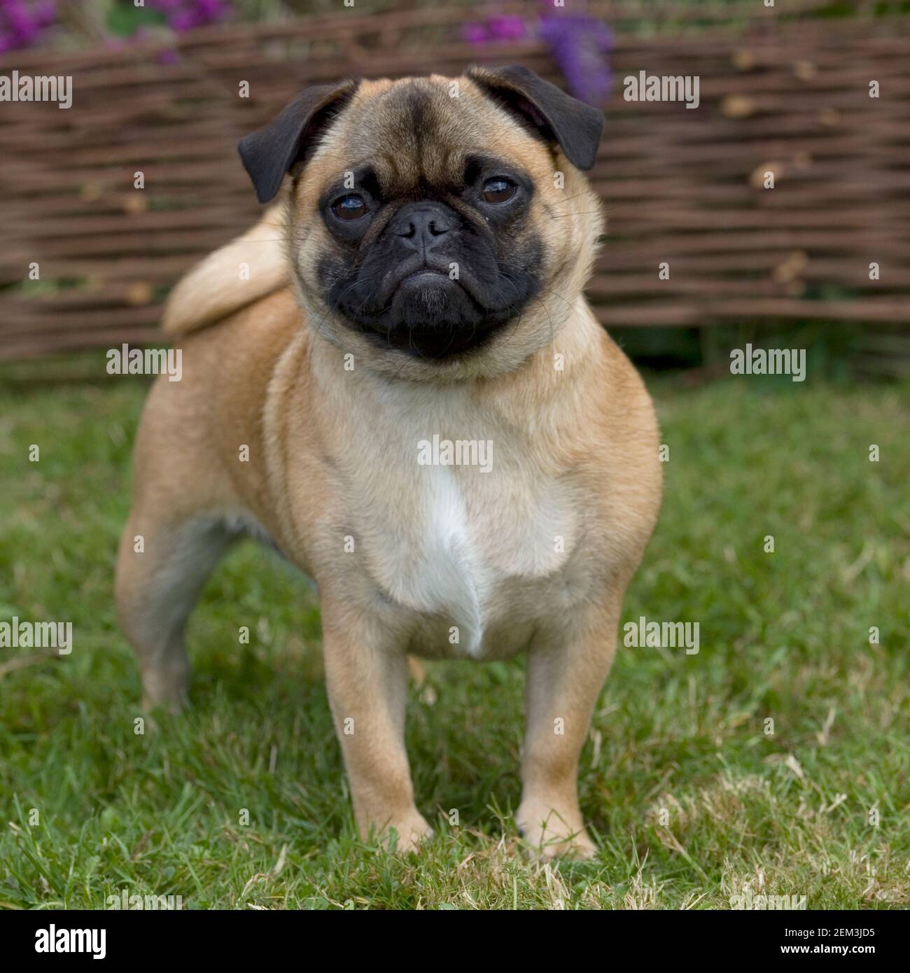 Ugly Pug High Resolution Stock Photography and Images - Alamy