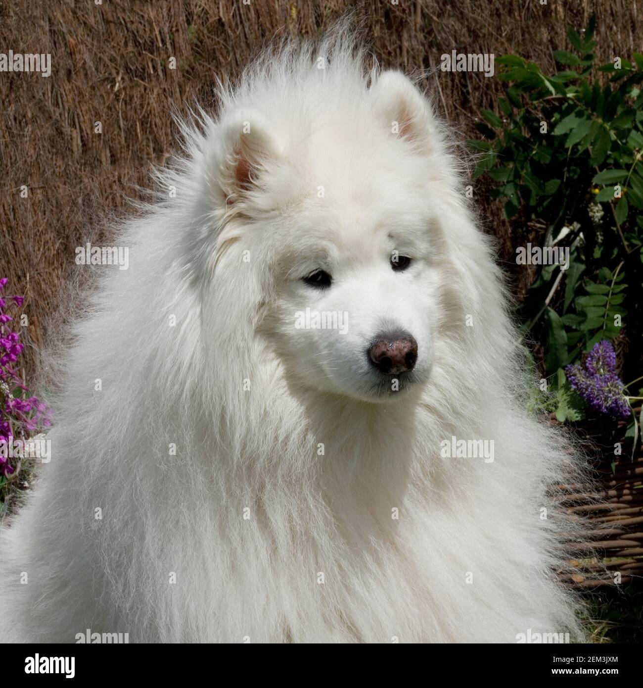 White samoyed hi-res stock photography and images - Alamy