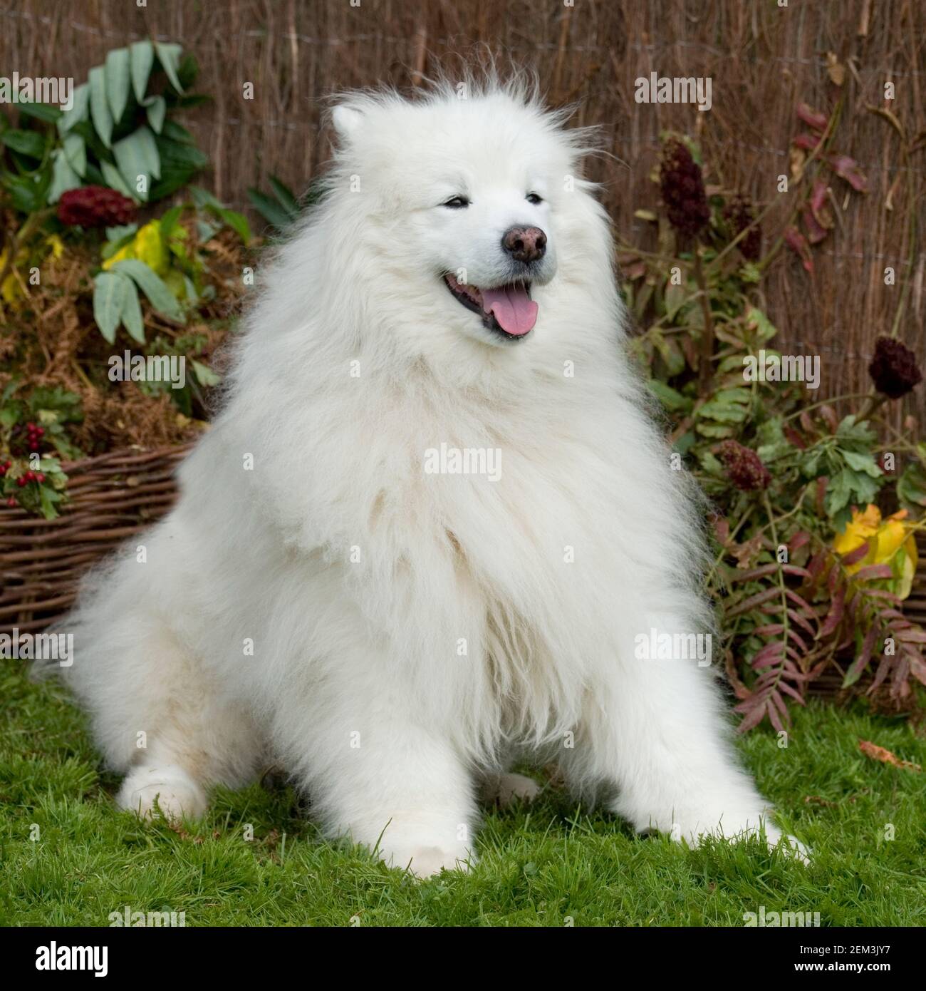 Samoyed sitting hi-res stock photography and images - Alamy