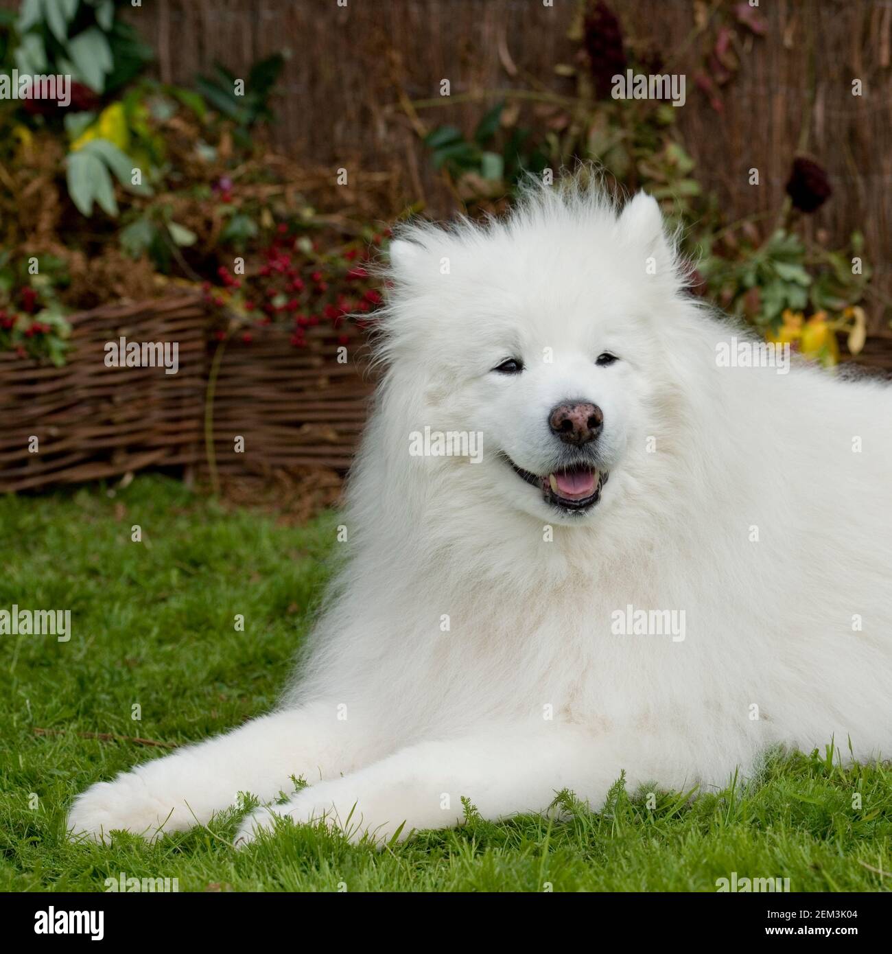 Samoyed dog lying down hi-res stock photography and images - Alamy