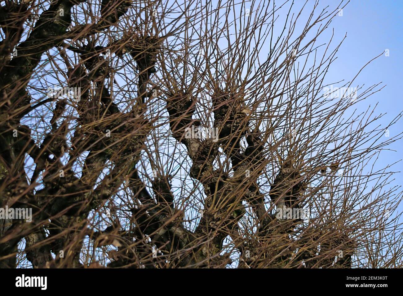 Topping crown hi-res stock photography and images - Alamy