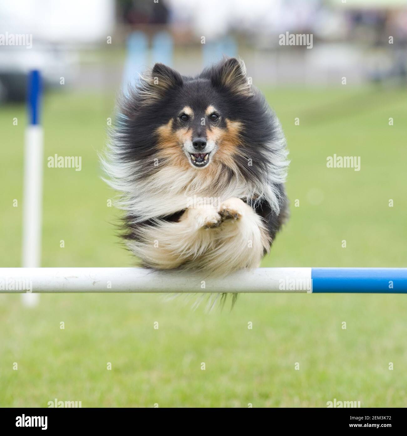 shetland sheepdog doing agility Stock Photo - Alamy