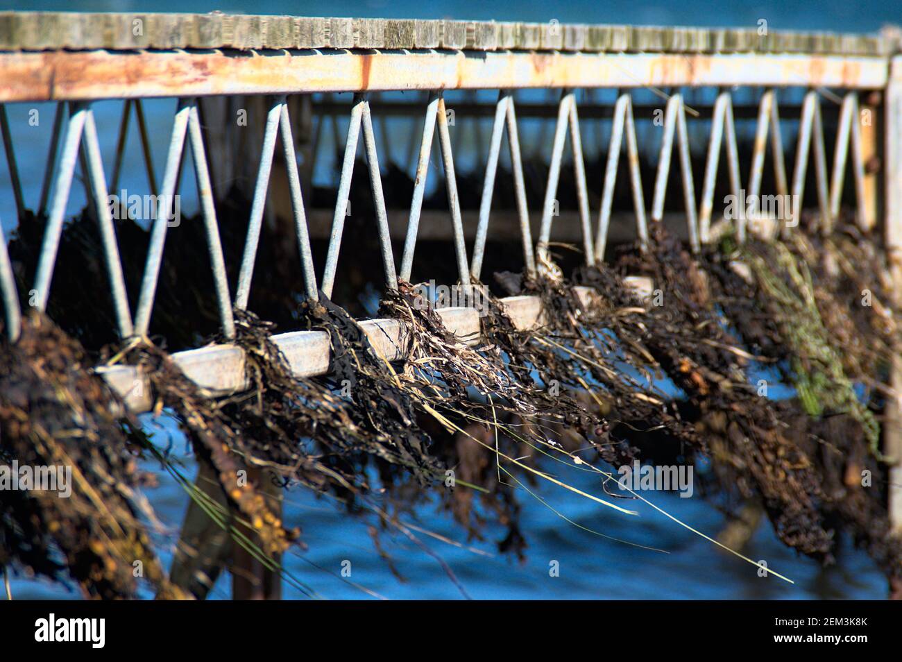 Drying Seaweed A High Resolution Stock Photography and Images - Alamy