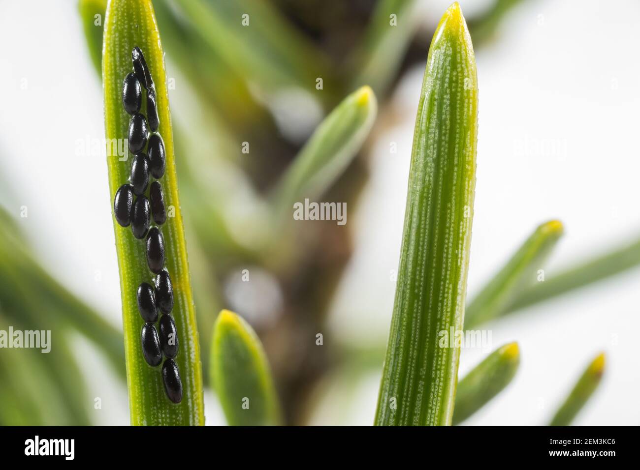 Aphid egg hi-res stock photography and images - Alamy
