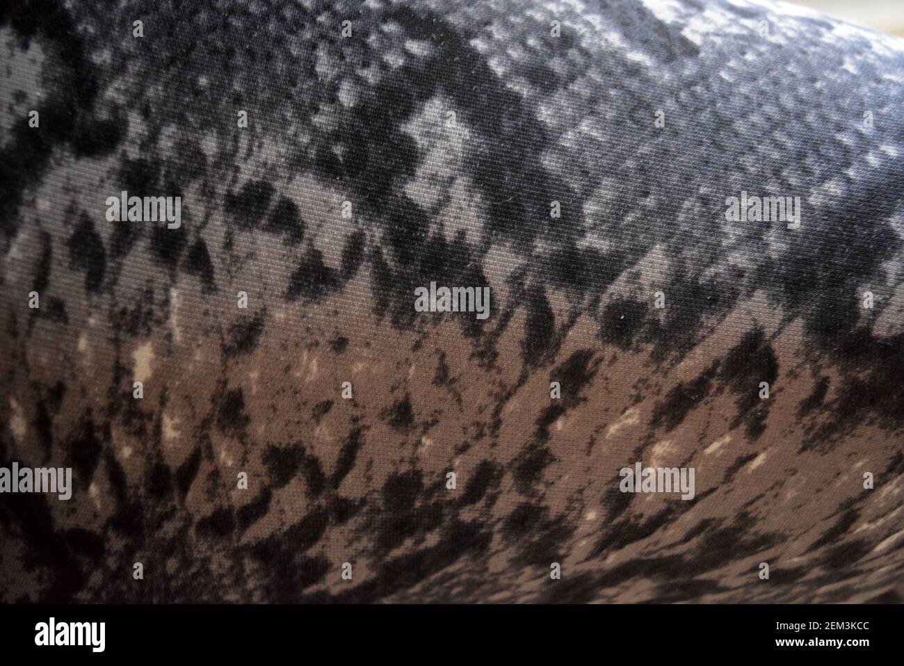 Unusual gray black animal print. Python background, snake fabric print ...