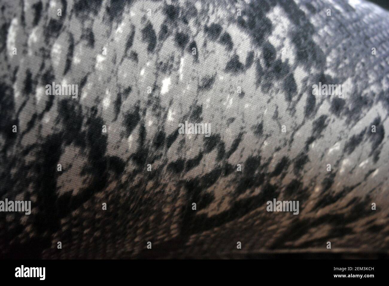 Unusual gray black animal print. Python background, snake fabric print ...