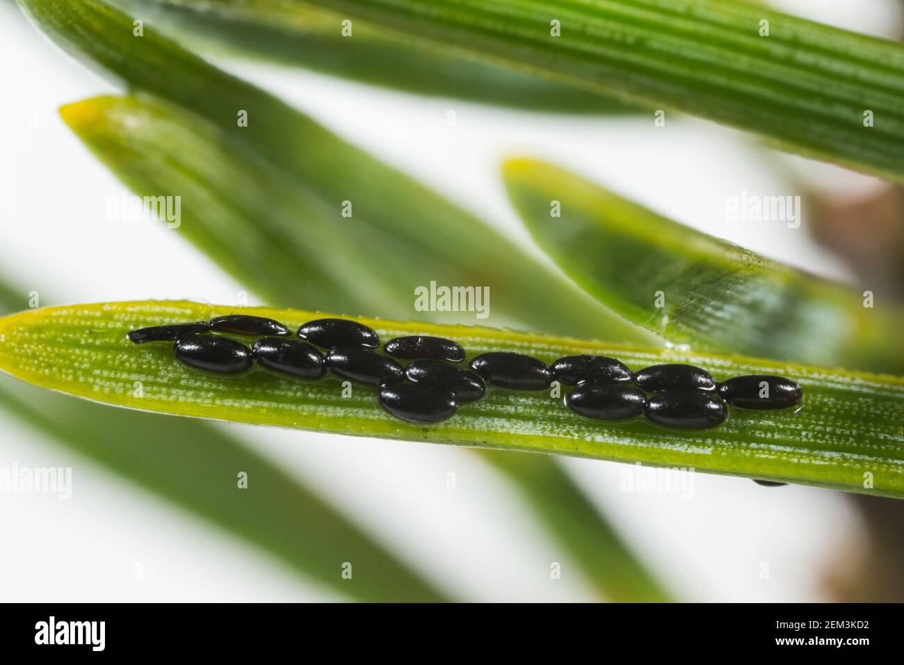 Eggs aphid High Resolution Stock Photography and Images - Alamy