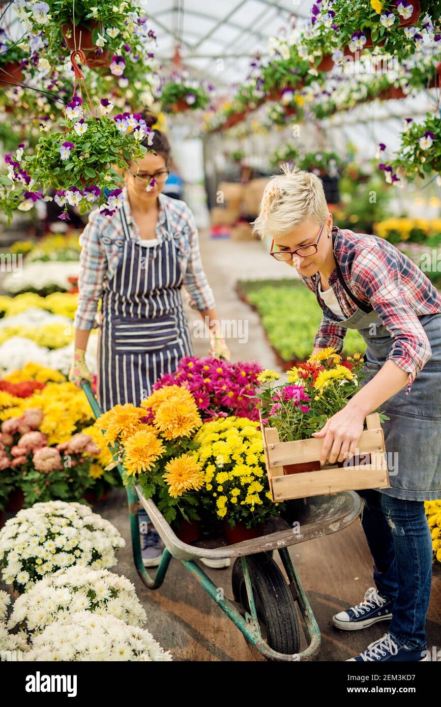 Two professional focused beautiful florist women sorting flowers and ...