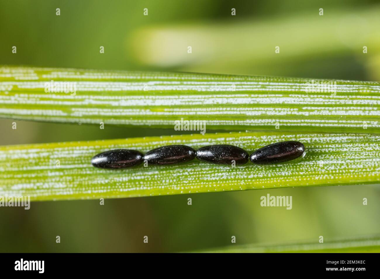 Aphid egg hi-res stock photography and images - Alamy