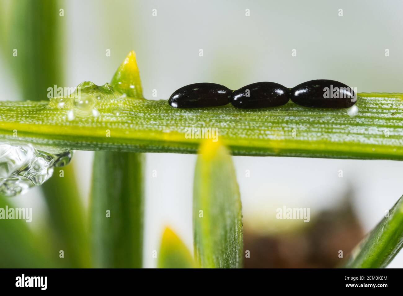 Overwintering pest hi-res stock photography and images - Alamy