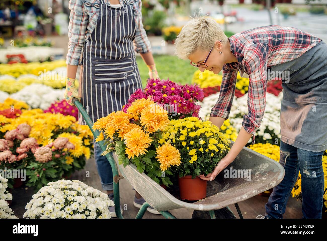 Sorting flowers hi-res stock photography and images - Alamy