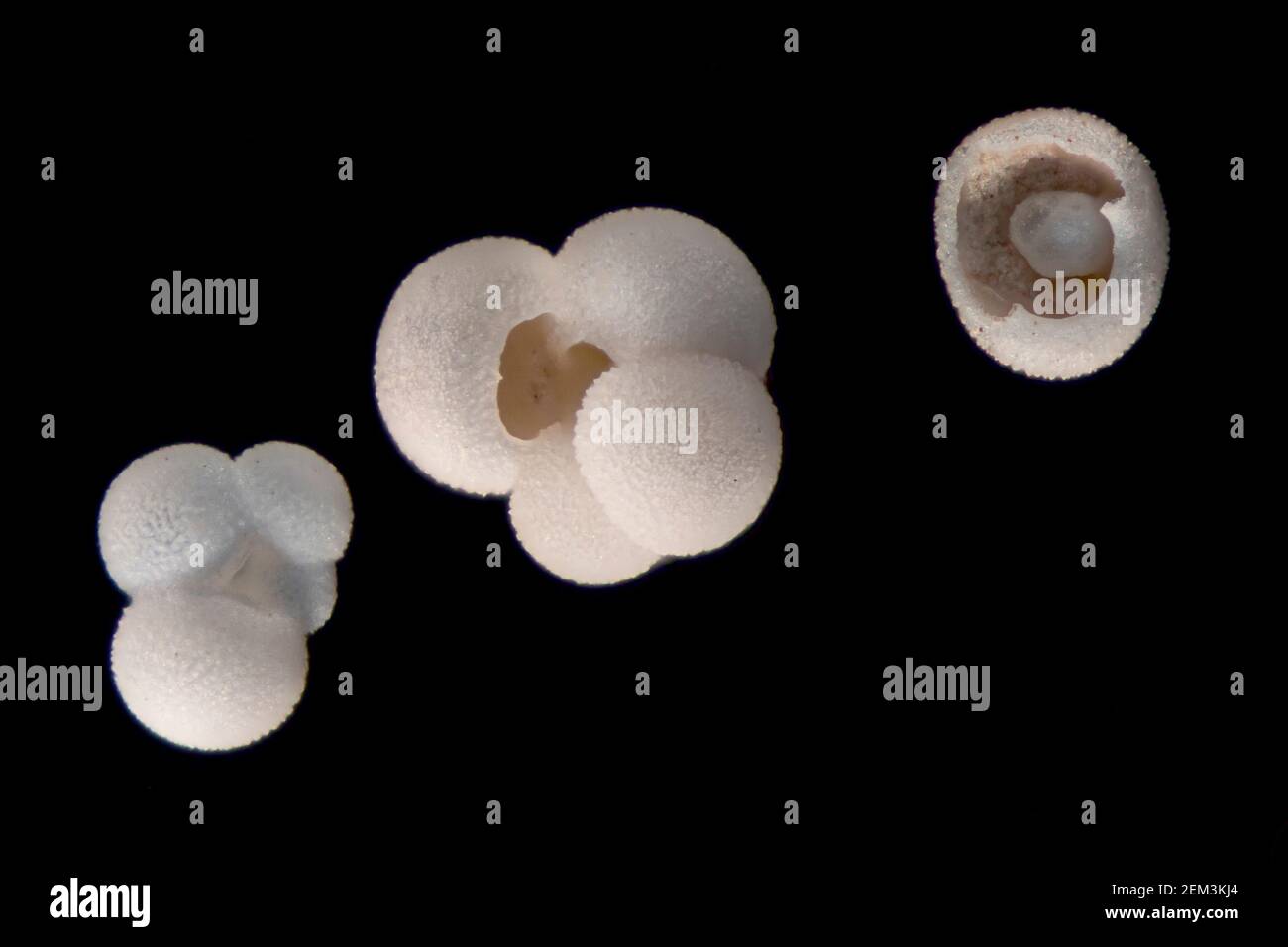 Planktonic foraminifera hi-res stock photography and images - Alamy