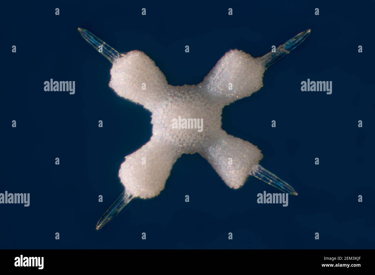 Radiolaria fossil hi-res stock photography and images - Alamy