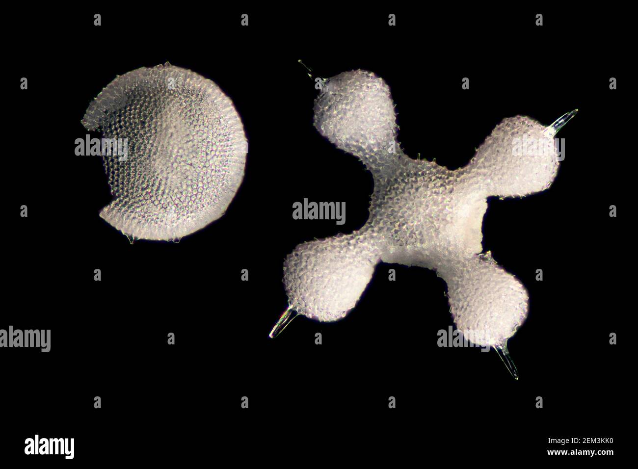 Radiolaria fossil hi-res stock photography and images - Alamy