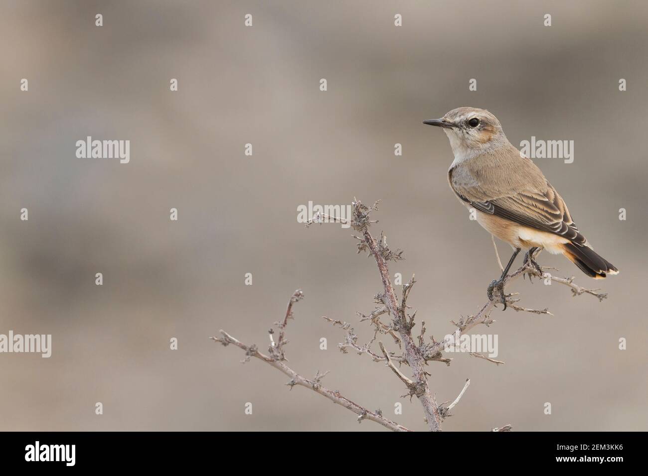Red-tailed Wheatear, Afghan Wheatear (Oenanthe chrysopygia), adult ...