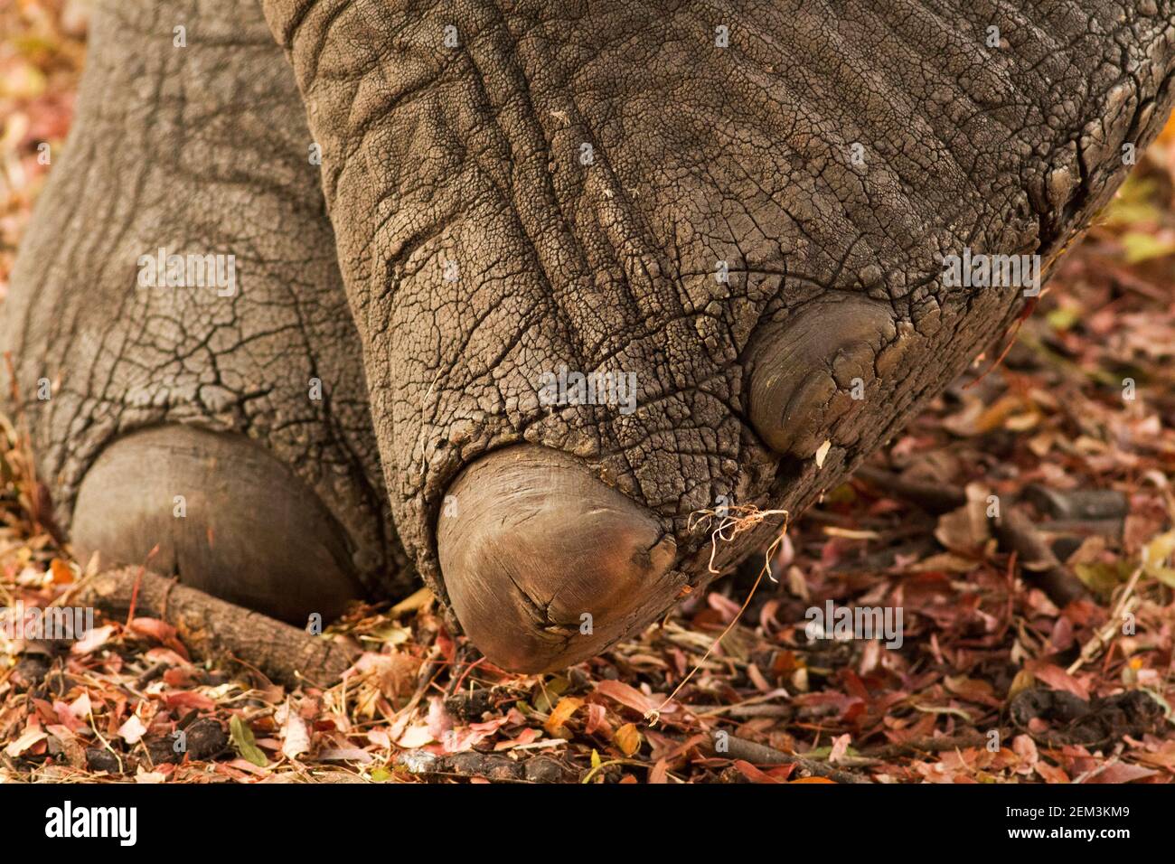 The Toenails Of An Elephant Are Embedded In The Skin African Elephants Have Five Toes Front And