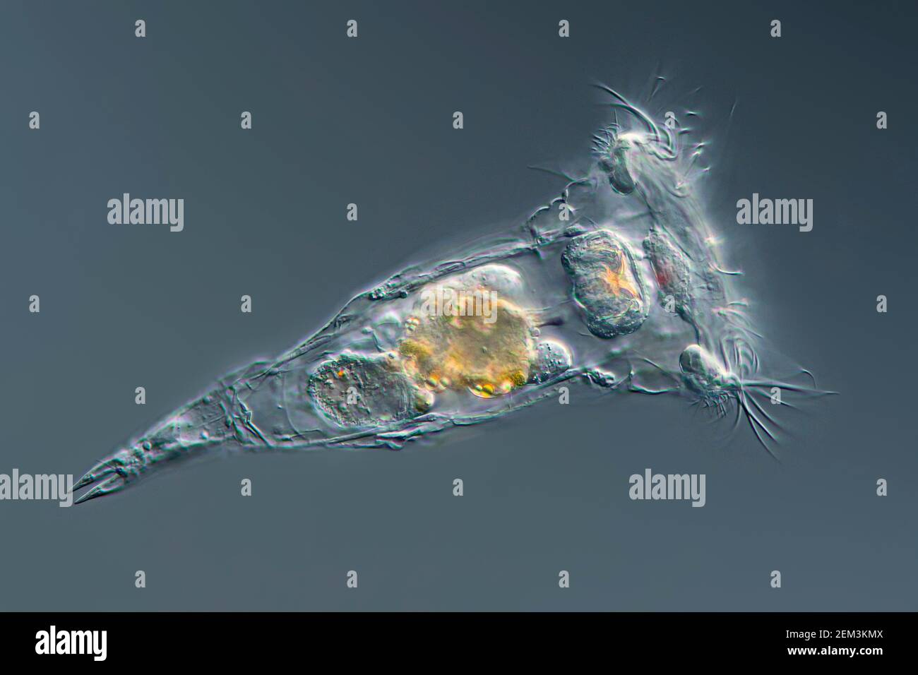 rotifers (Synchaeta spec.), Differential interference contrast ...