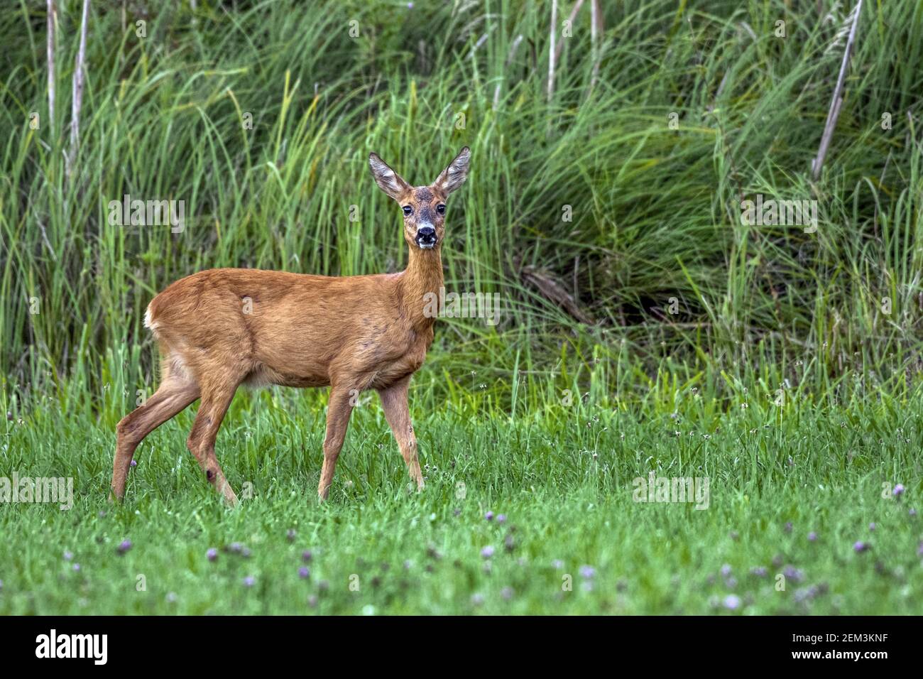 roe deer (Capreolus capreolus), doe standing watchfully on grass ...