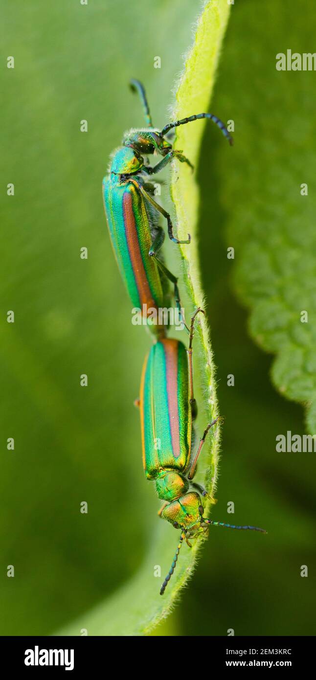 Spanish fly, blister beetle (Lytta vesicatoria togata, Cantharis ...